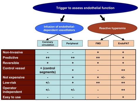 The Assessment Of Endothelial Function From Research Into Clinical