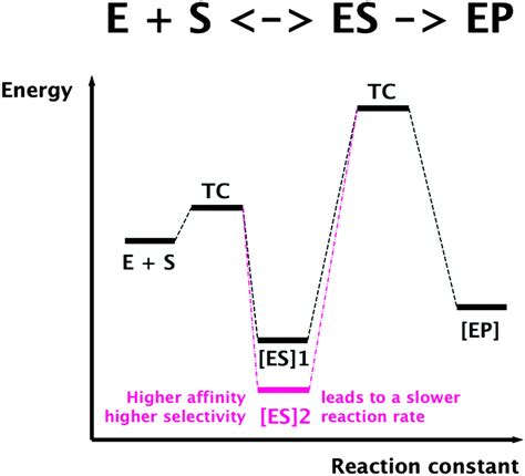 The Biological Chemistry Of The Transition Metal “transportome” Of