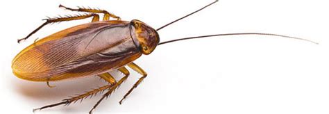 Arrow Exterminating Cockroach Control Perth