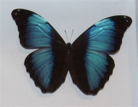 昆虫藏品 中国（哈尔滨）森林博物馆