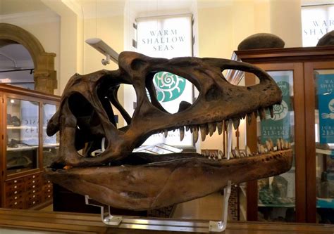 Britains Best Places To See Dinosaurs And Fossils Museum Crush