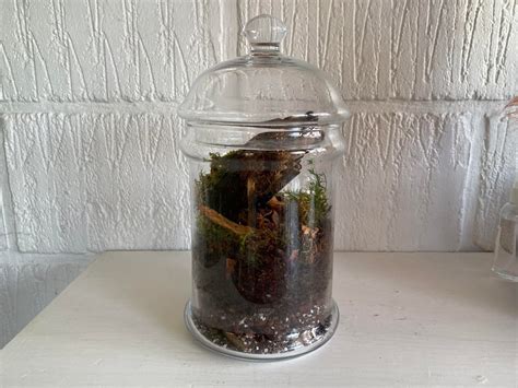 My 2 Week Old Ecosytem Recosysteminajar