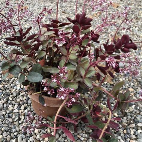 Crassula Multicava Ngabara At San Marcos Growers