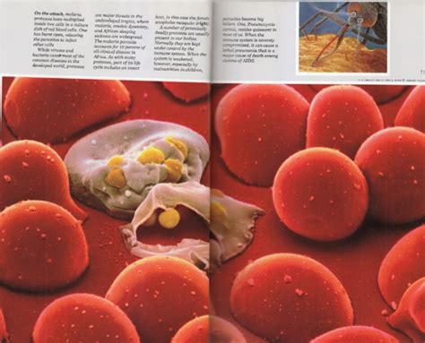 Moebius Ragged Claws Network