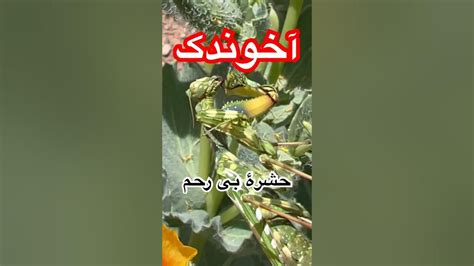 آخوندک یا مانتیس در کمین حشرات میشینه و با چنگال های خودش اونا رو