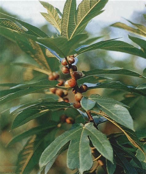 五指毛桃 中草药图典