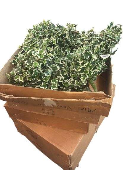 Mini Varigated Ivy Resettled Life