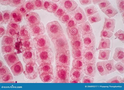 Cellular Division Under Microscope Mitosis The Process Of Cell