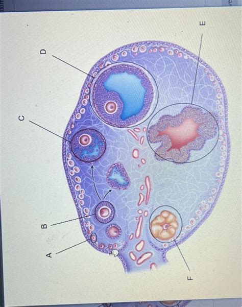 Solved Identify The Stage In Follicular Development Depicted