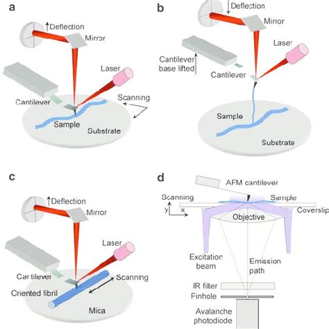 7 Scanning Force Kymography A Example Of A Kymogram Obtained On An