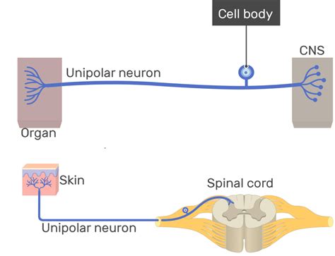 Sensory Neuron Diagram Labeled