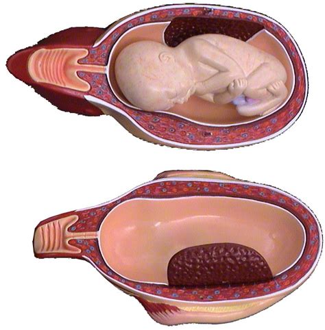 Reproductive System Diagram Quizlet