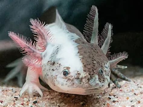 Chimera Axolotl