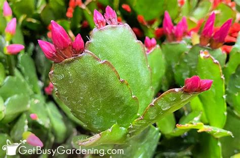 Easter Cactus Plant Care Guide How To Grow Schlumbergera Gaertneri