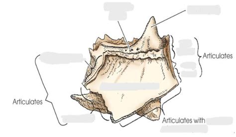 Lateral Ethmoid Skull Labeling Articulations Diagram Quizlet