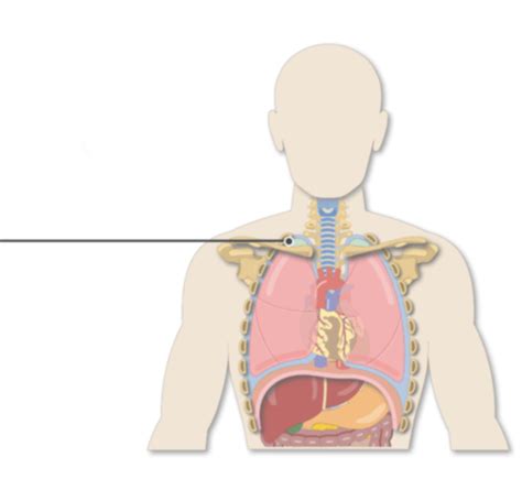 Anatomy Lab Exam 3 Flashcards Quizlet