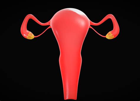 3d File Female Reproductive System ♀️・3d Printer Model To Download・cults