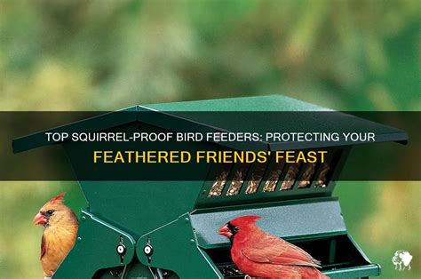 Top Squirrel Proof Bird Feeders Protecting Your Feathered Friends