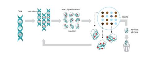 The Development Of Optiphos® Plus Huvepharma
