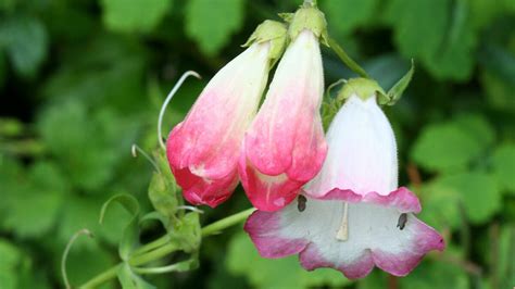 10 Unique Bell Shaped Flowers That Will Make Your Garden Stand Out
