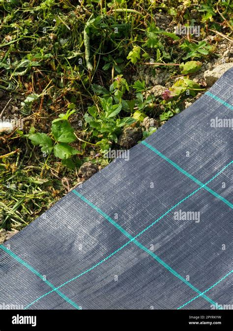 Weed Control System With Black Plastic Film Agricultural Technology Plant Covers Weed