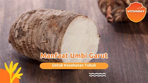 8 Manfaat Umbi Garut Siapa Sangka Banyak Manfaatnya