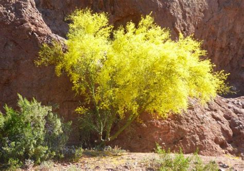 Blue Palo Verde Tree Seeds Parkinsonia Florida Drought Tolerant Flowering Tree Etsy