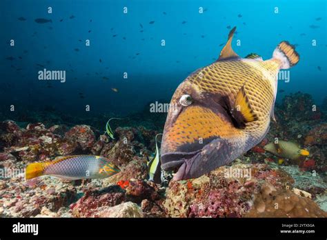 Green Titan Triggerfish Balistoides Viridescens North Male Atoll