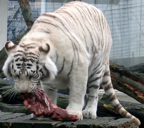 White Tiger Diet