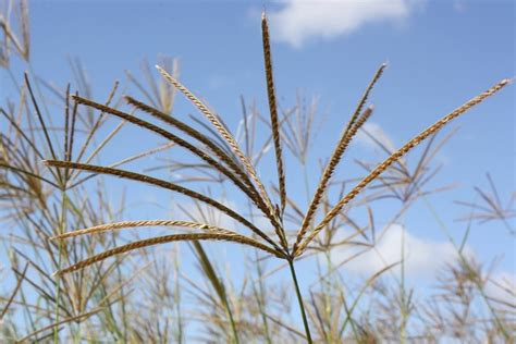 Windmill Grass Native Australia Free Photo On Pixabay Pixabay