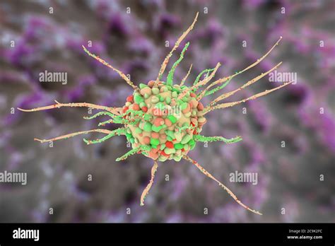 Dendritic Cell Computer Illustration A Dendritic Cell Is A Type Of