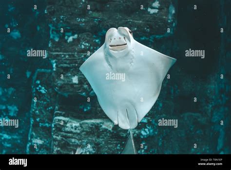 Smiling Stingray Tumblr