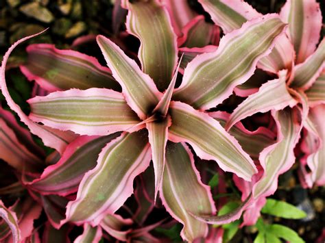 Cryptanthus Care Tips For Earth Star Plant Indoors