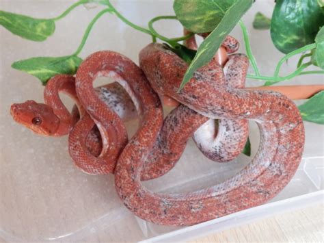 Corallus Hortulanus Royal Reptilesss