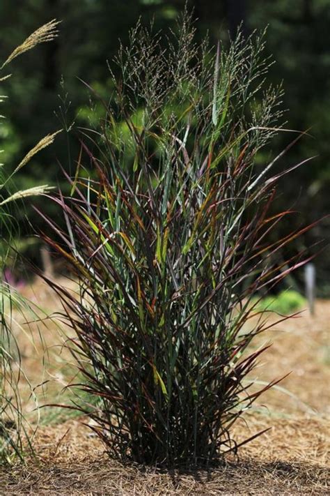 Panicum Virgatum Hot Rod Switch Grass Eberts Greenhouse