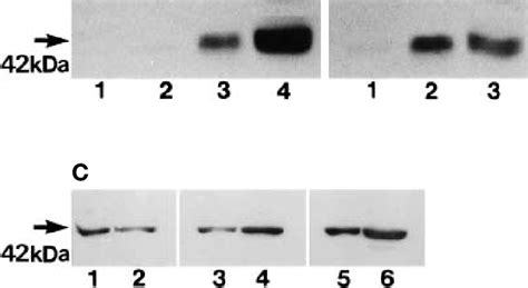 A±c Clusterin Expression Assessed By Western Blot Analysis In