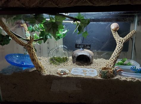 Hermit Crab Habitat