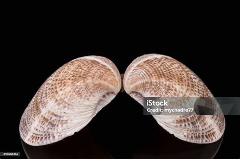 Sea Shell Of Bivalvia Isolated On Black Background Reflection Stock