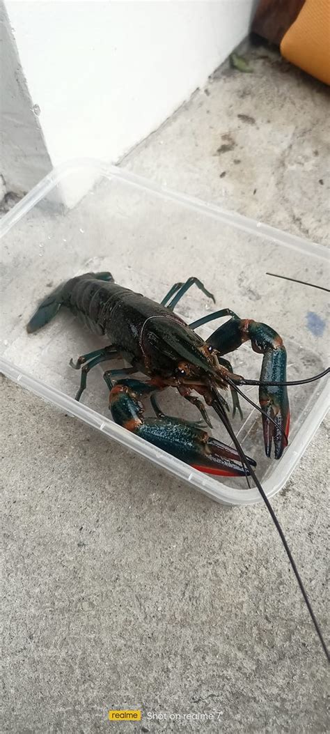 Australian Red Claw Crayfish Arc Calabarson