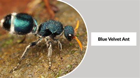 15 Types Of Black And Blue Wasps Identification Behavior And Sting