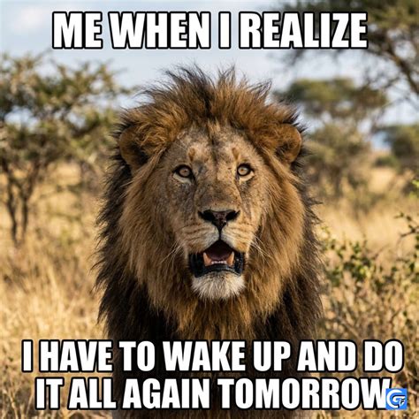 The Lion Meme S And Images That Roar Louder Than Your Mood Buon 