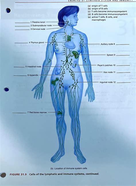 SOLVED Identify Where T And B Cells Are Produced And Programmed And Where Active T And B Cells
