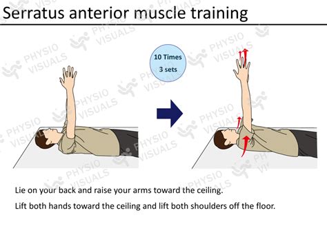 Serratus Anterior Muscle Training Physio Visuals Illustrated