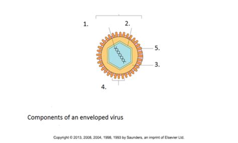 Lecture 13 Virus Structure Flashcards Quizlet Lecture 13 Virus Structure Flashcards Quizlet