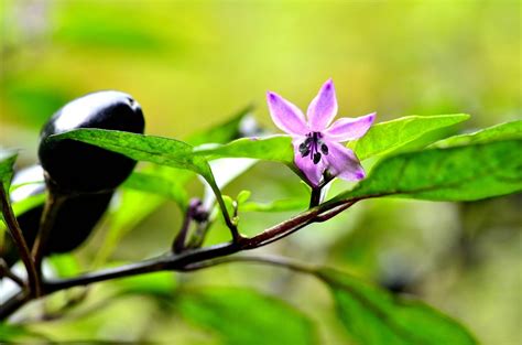 『桐葉知秋 京都府立植物園散策紀行＜前編＞』今出川・北大路・北野 京都 の旅行記・ブログ By Montsaintmichelさん【フォートラベル】