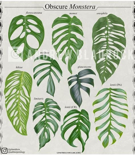 Rare Obscure Monstera Variegated Plants Plant Leaf Identification