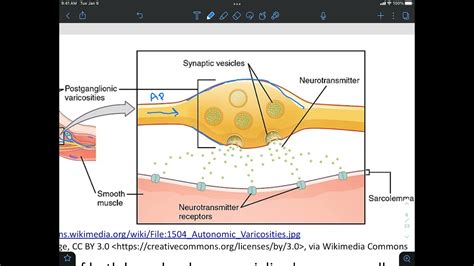Varicosities Youtube