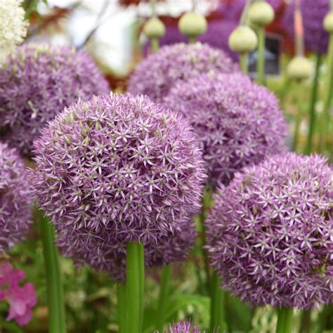 Allium Globemaster Dobies