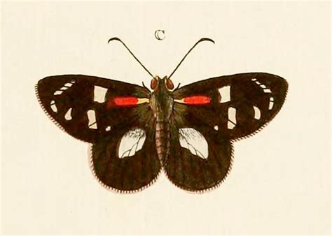 Entheus P Priassus Illustrations Of Types