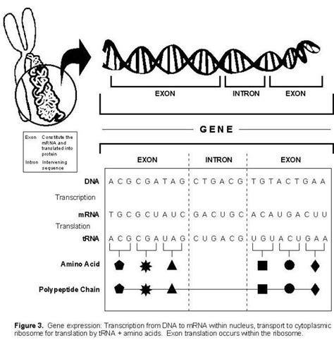 Codon Chart Worksheet At Margaret Valez Blog